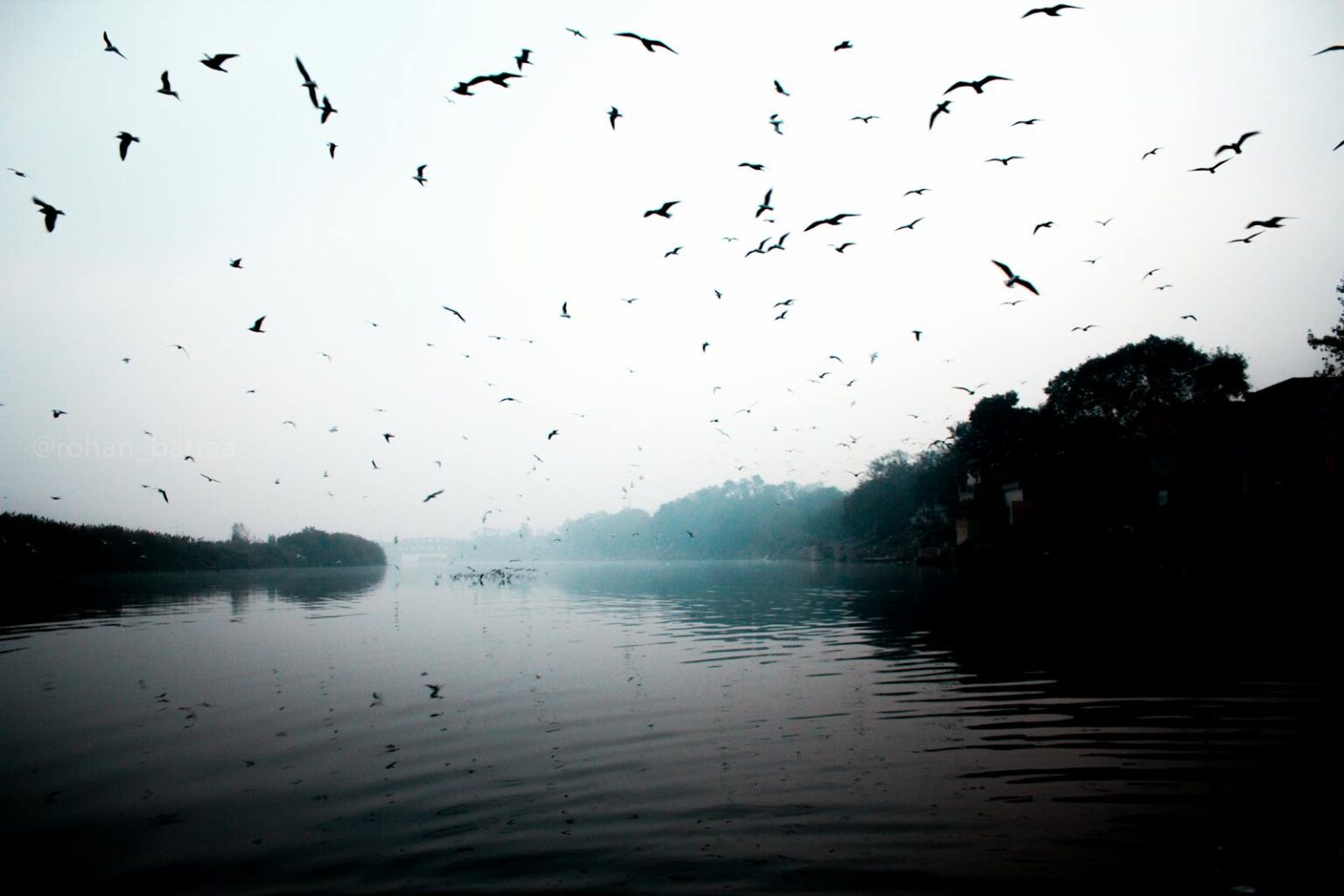 The Birds That Live in Giant Colonies of Thousands - bird-life.com