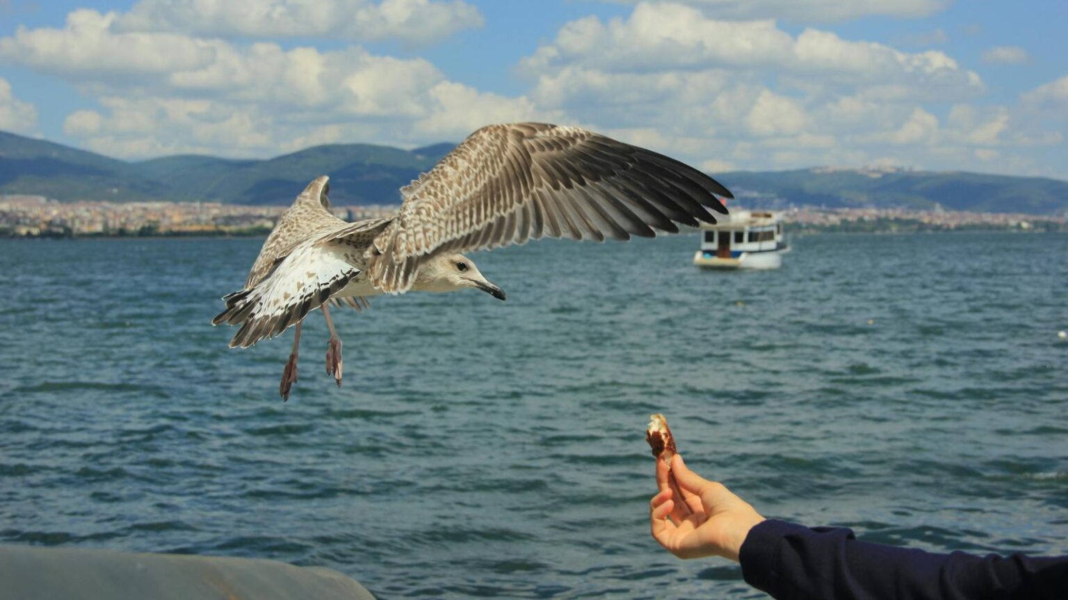 The Truth About Bread and Feeding Birds - bird-life.com