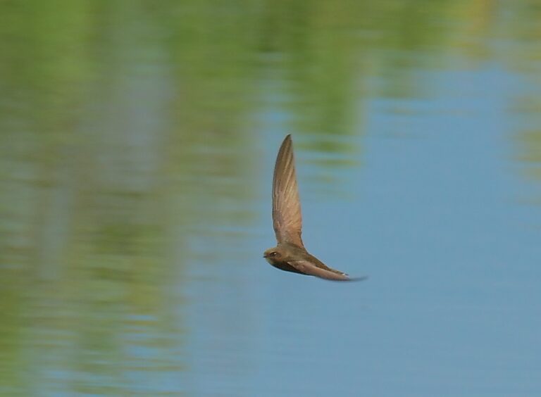 The Bird That Flies Nonstop for Months - bird-life.com