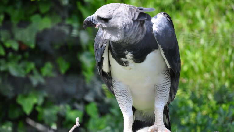 Harpy Eagle 101 The Jungle Predator With a Monster Reputation - bird ...