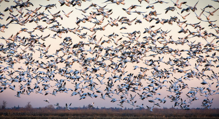 Why Some Birds Fly Over 7,000 Miles Without Stopping - bird-life.com