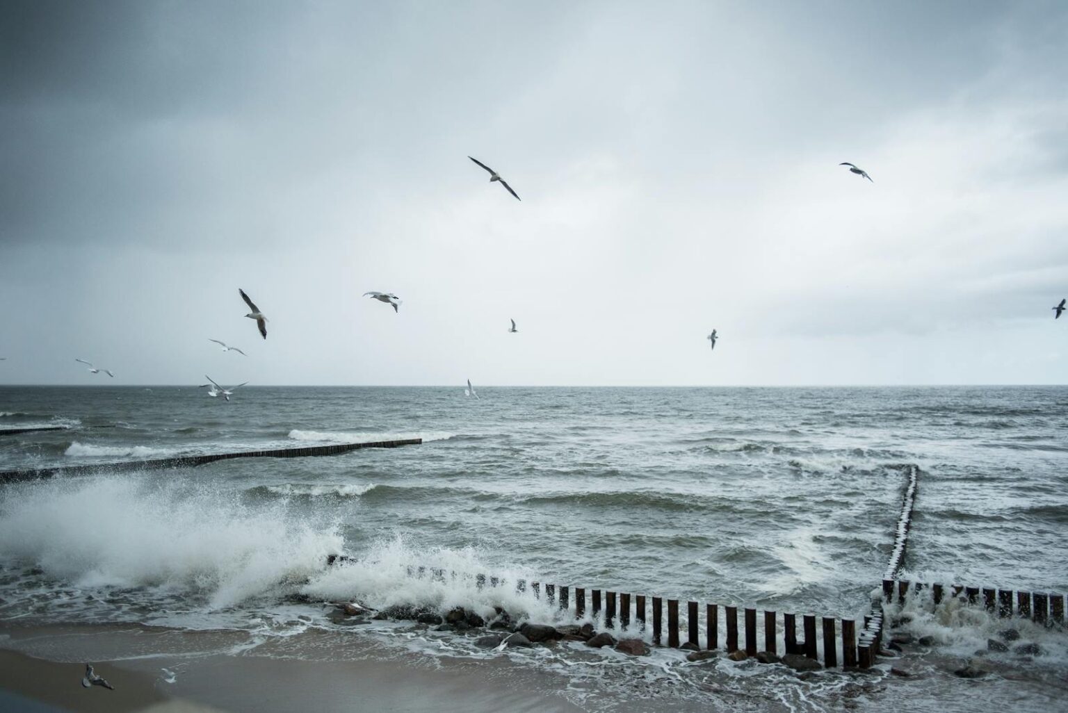How Birds Detect Storms Before They Happen - bird-life.com