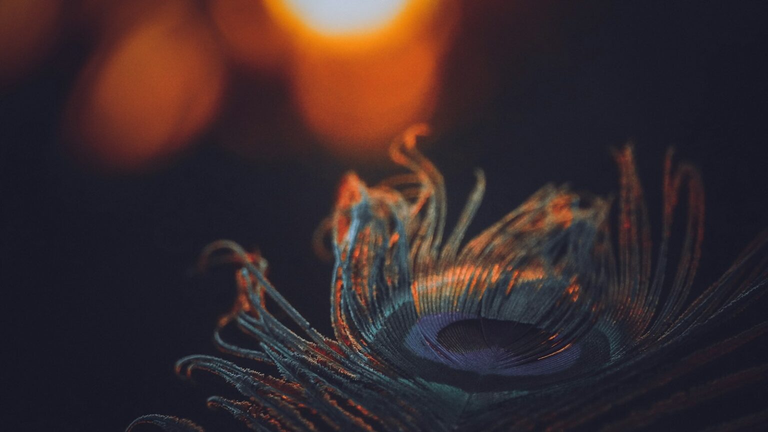 Why Peacock Feather Myths Might Be the Most Underrated Bird Story ...