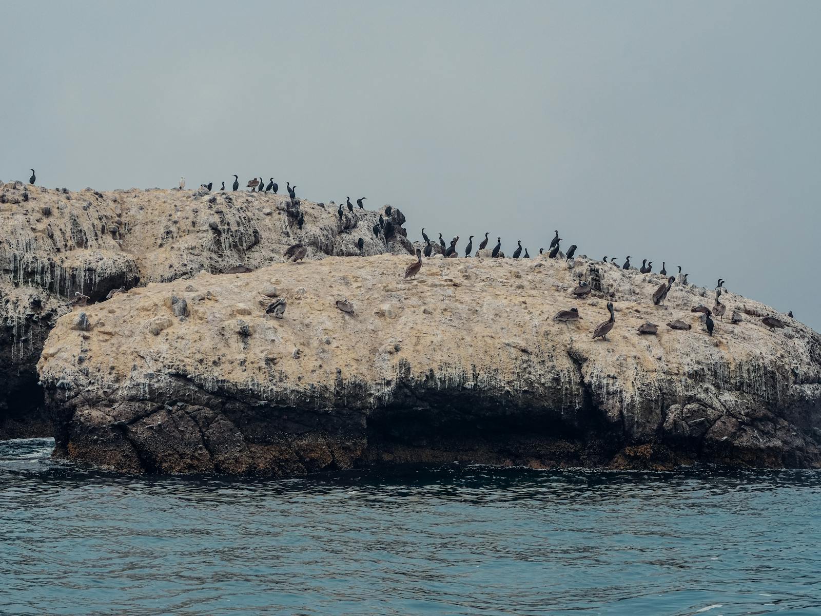 The Birds That Live in Giant Colonies of Thousands - bird-life.com