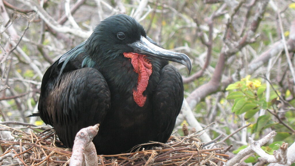 Top 10 Long-Distance Flyers You’ve Never Heard Of That Every ...