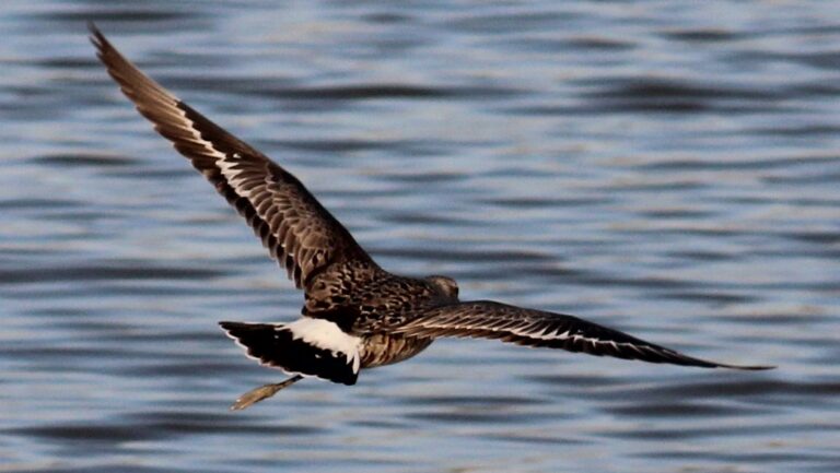 The Longest Known Bird Migration Routes Ever Tracked - bird-life.com