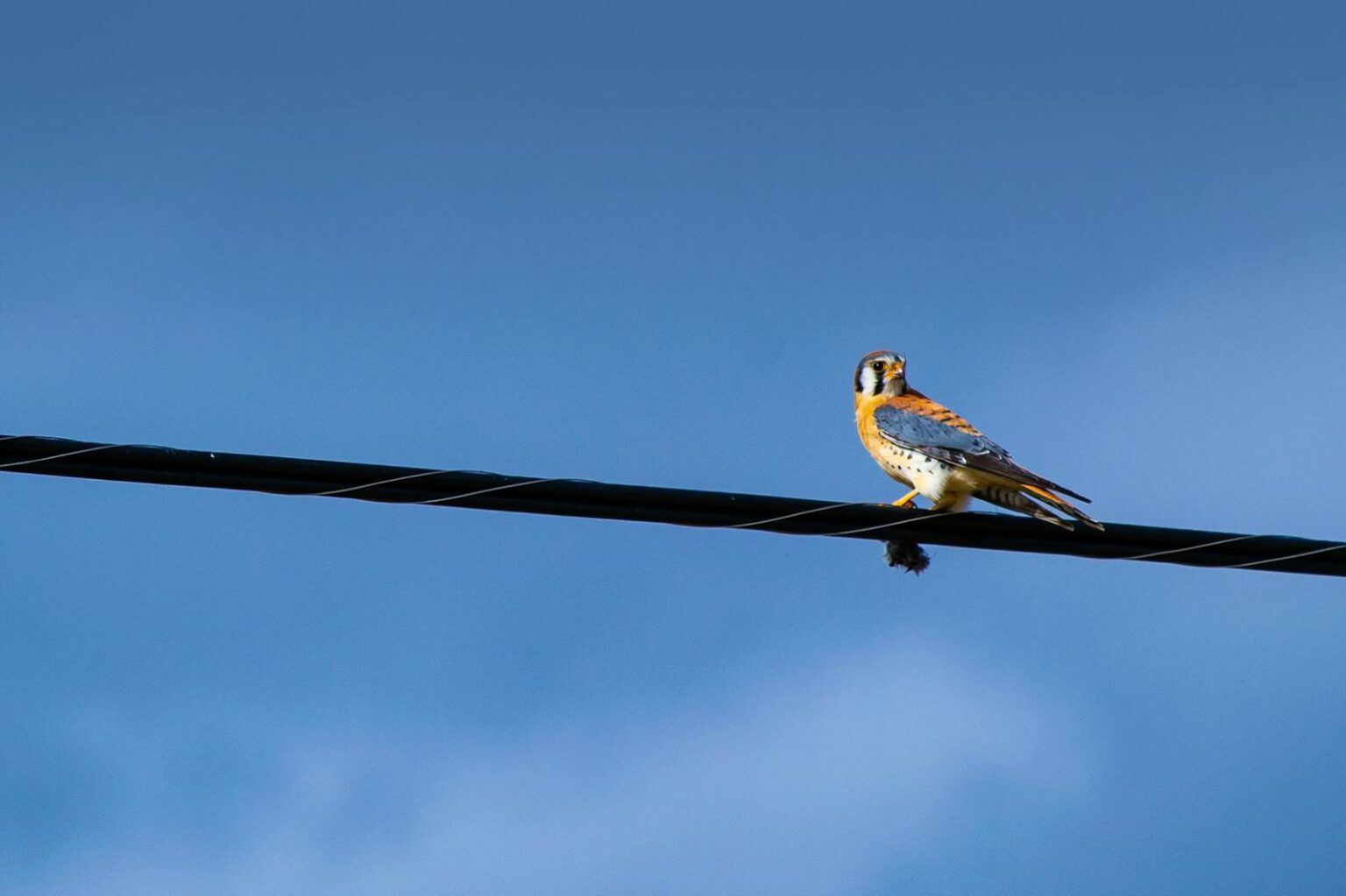 The Smallest Bird of Prey in the World - bird-life.com