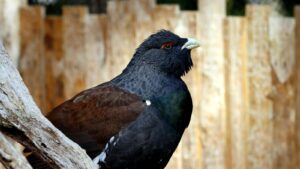 Why the Capercaillie Is Europe’s Rarest Game Bird - bird-life.com