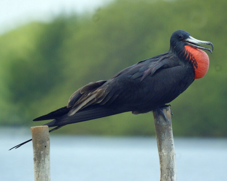 The Most Endearing Bird Mating Rituals You’ve Never Seen - bird-life.com