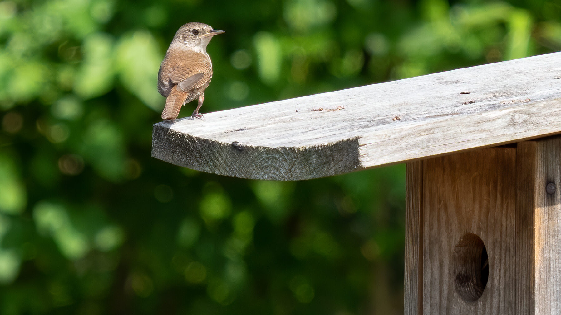 How Building a Nesting Box for Wrens Are Changing the Way We Birdwatch ...