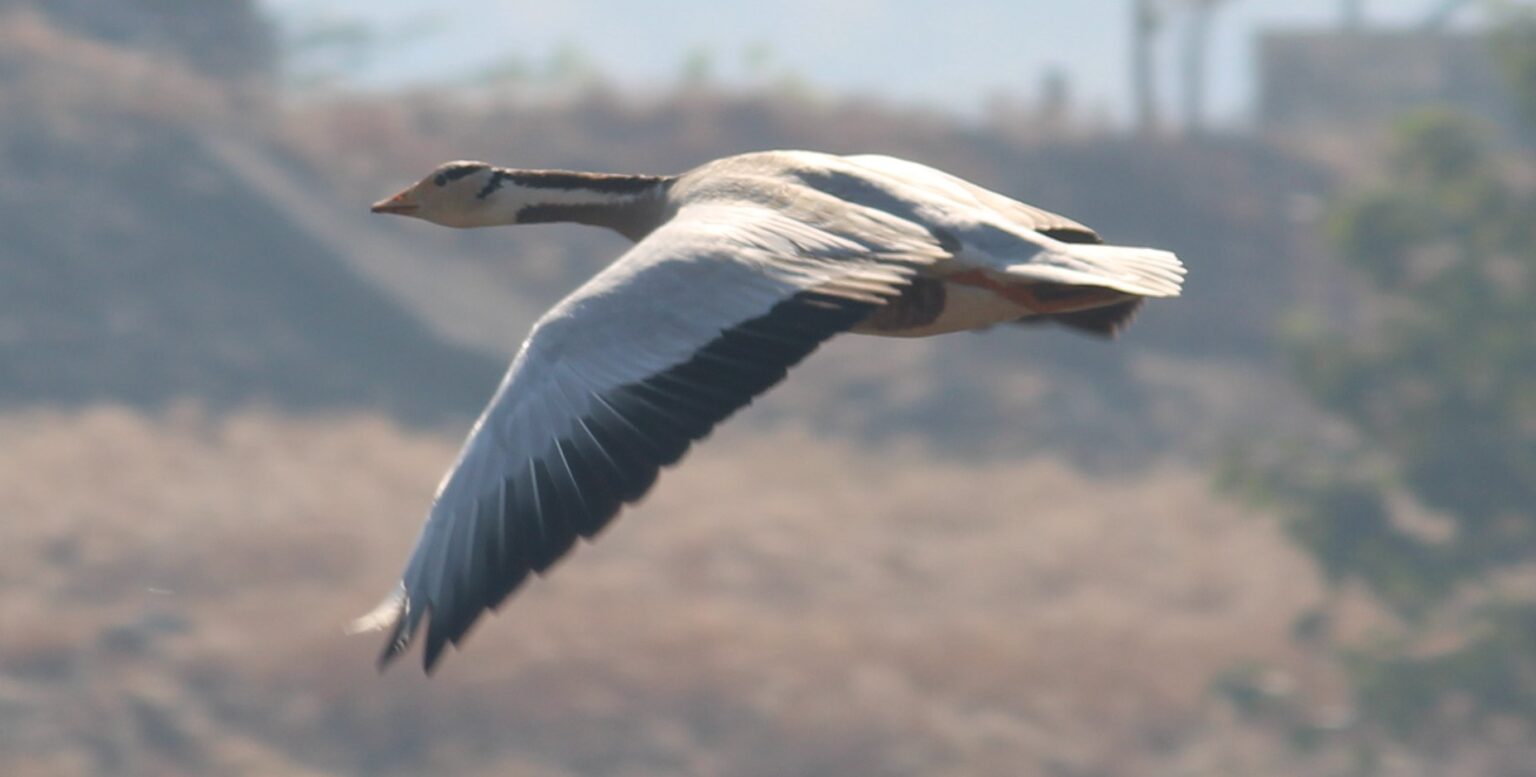 The Truth About The Altitude Records of Geese and What It Means for ...