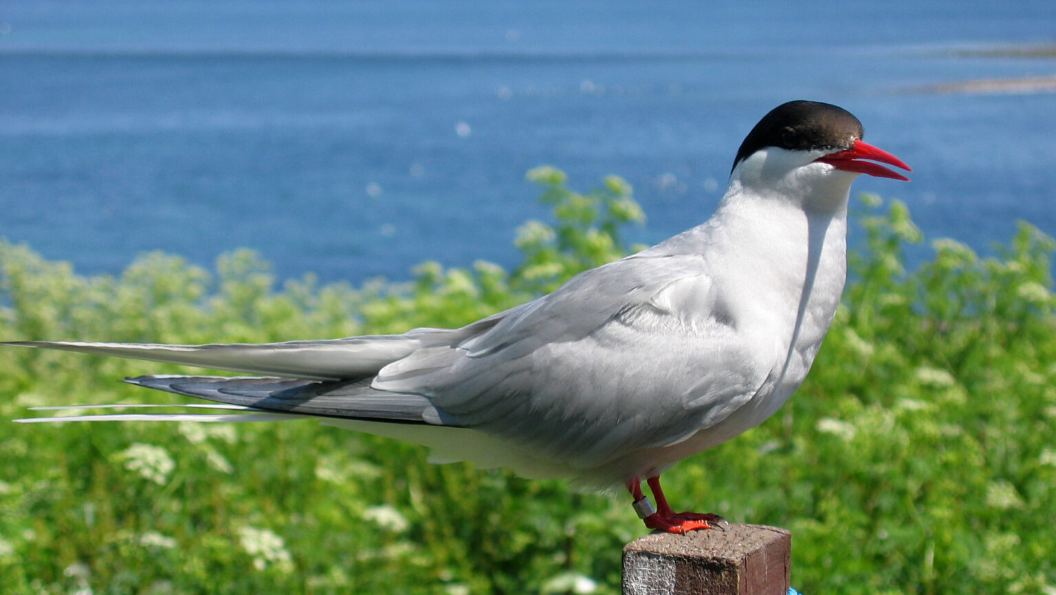 The Truth About Arctic Terns Traveling 44,000 Miles and What It Means ...