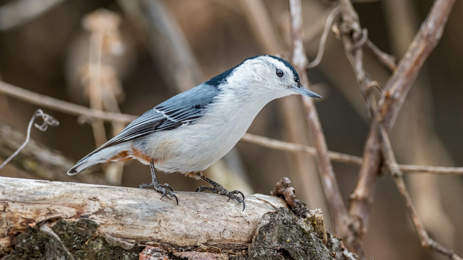 The Bird That Climbs Trees Like a Woodpecker but Isn’t One - bird-life.com