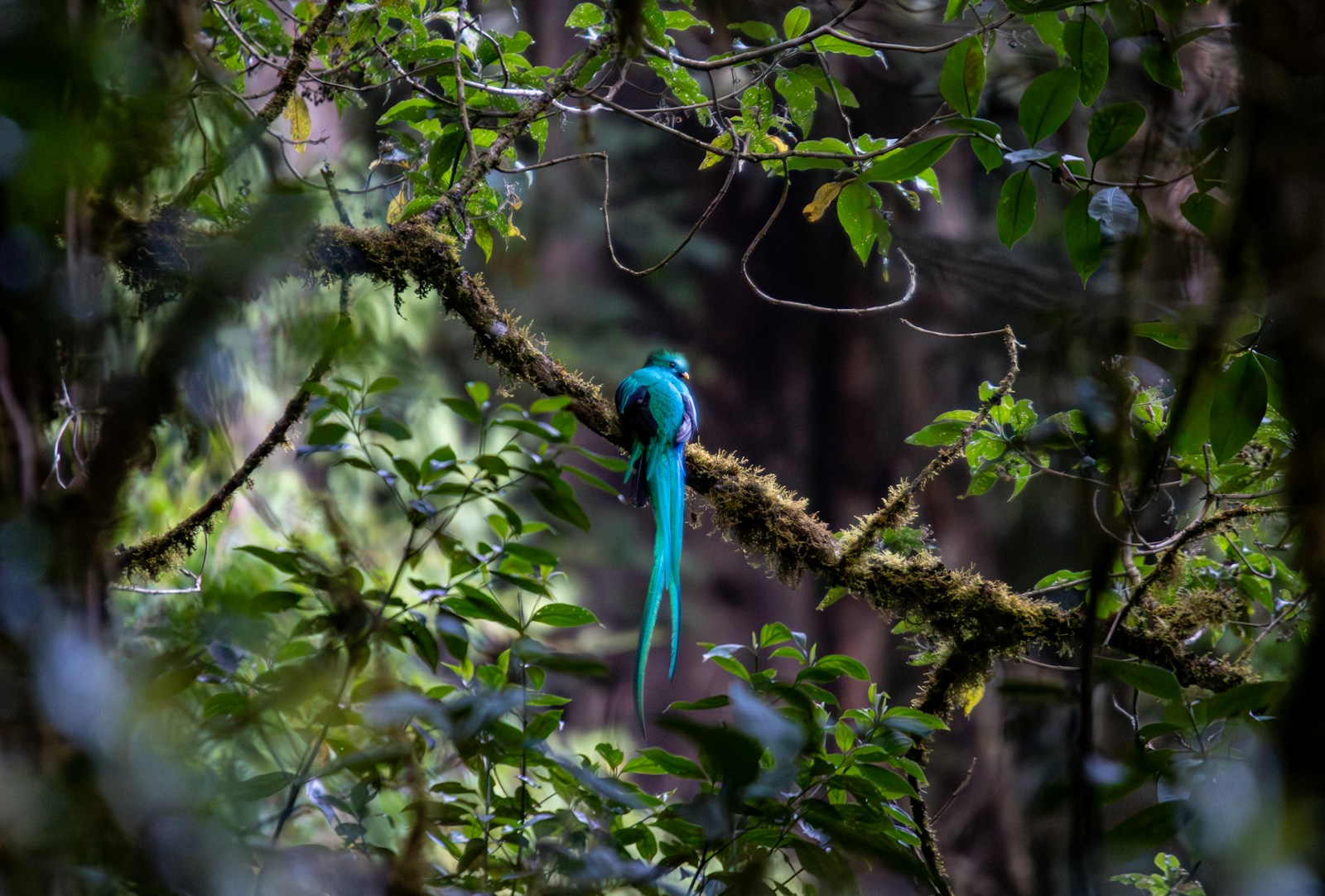 Why the Resplendent Quetzal Was Worshipped by Ancient Cultures - bird ...