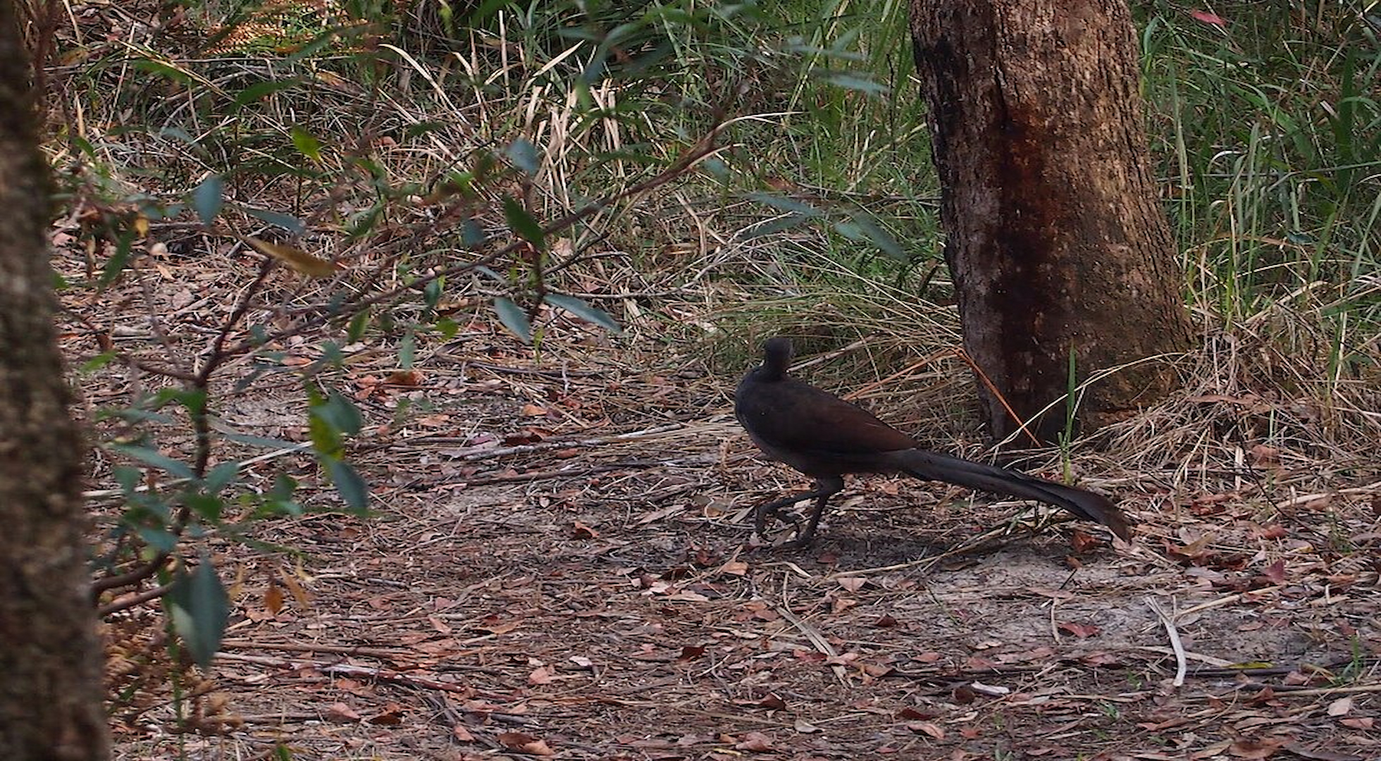 The Bird That Imitates Alarms, Car Horns, and Chainsaws - bird-life.com