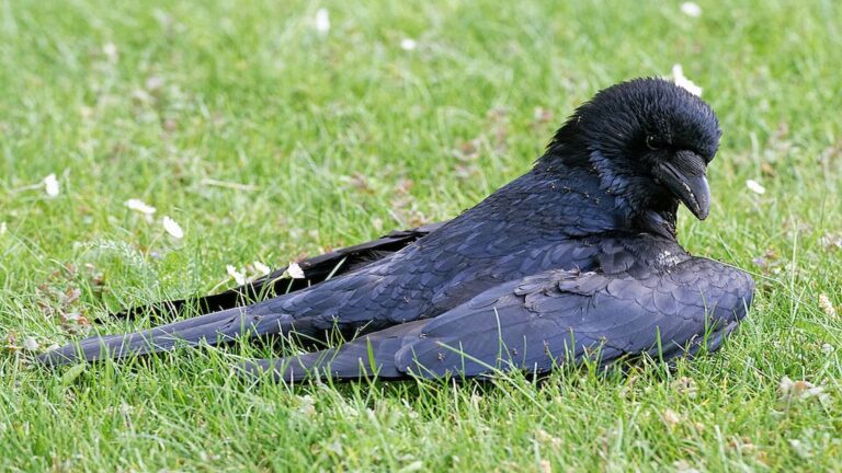 Why Birds Rub Ants on Their Feathers – The Secret of Anting - bird-life.com