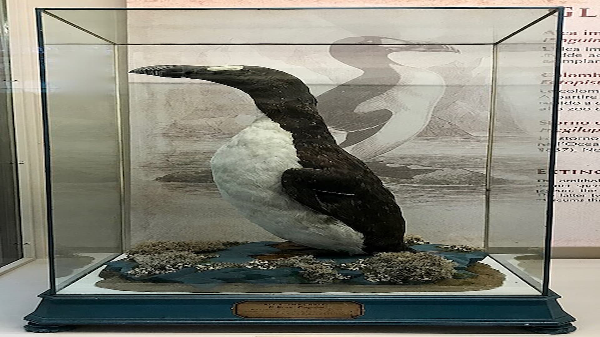 The Most Mysterious Bird Disappearances Ever Recorded - bird-life.com