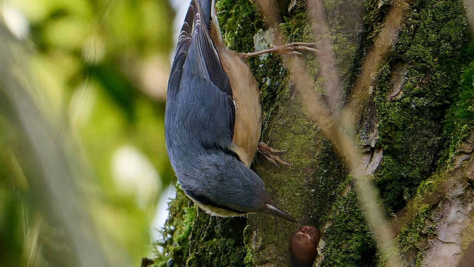 The Bird That Climbs Trees Like a Woodpecker but Isn’t One - bird-life.com