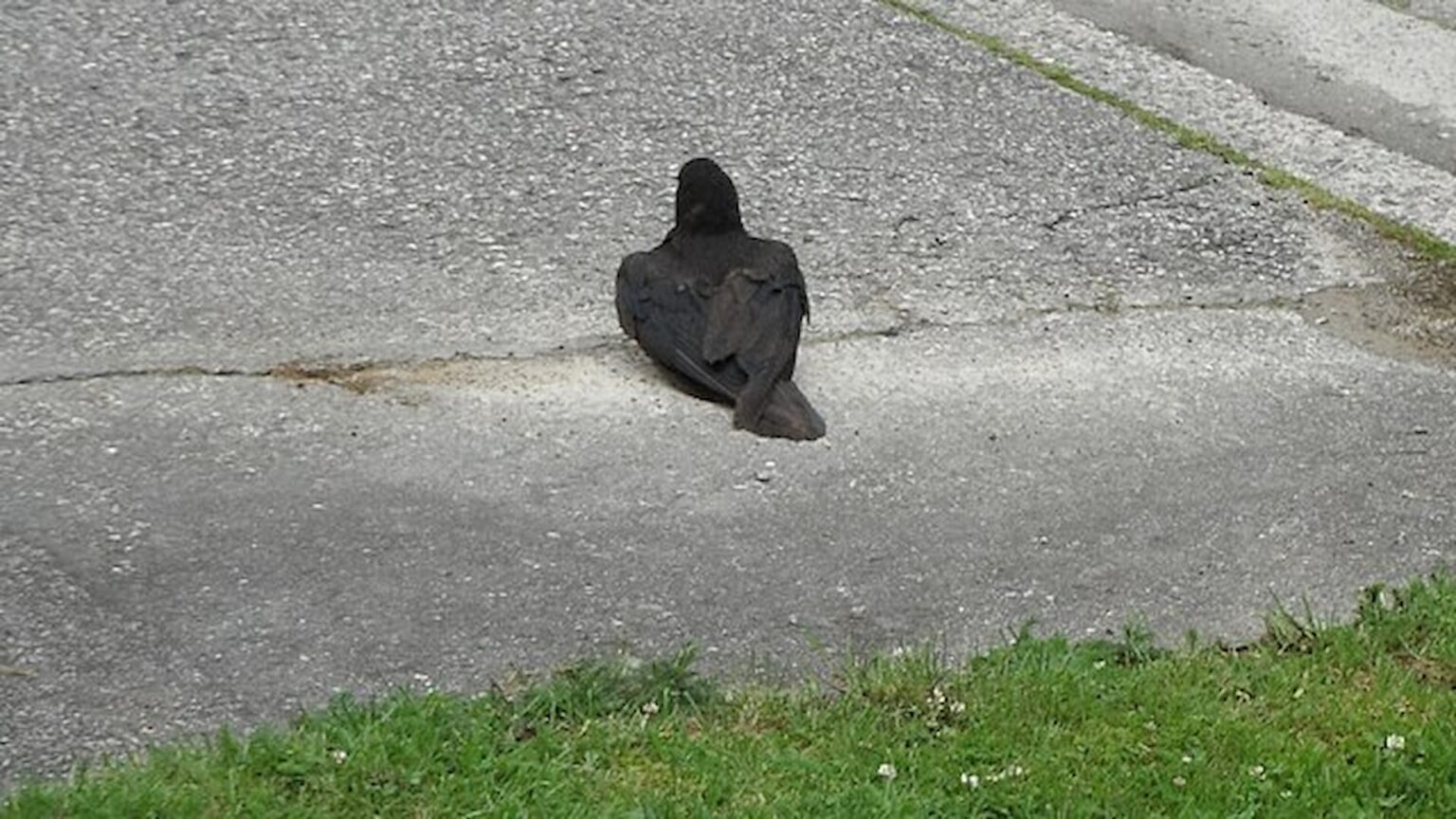 Why Birds Rub Ants on Their Feathers – The Secret of Anting - bird-life.com