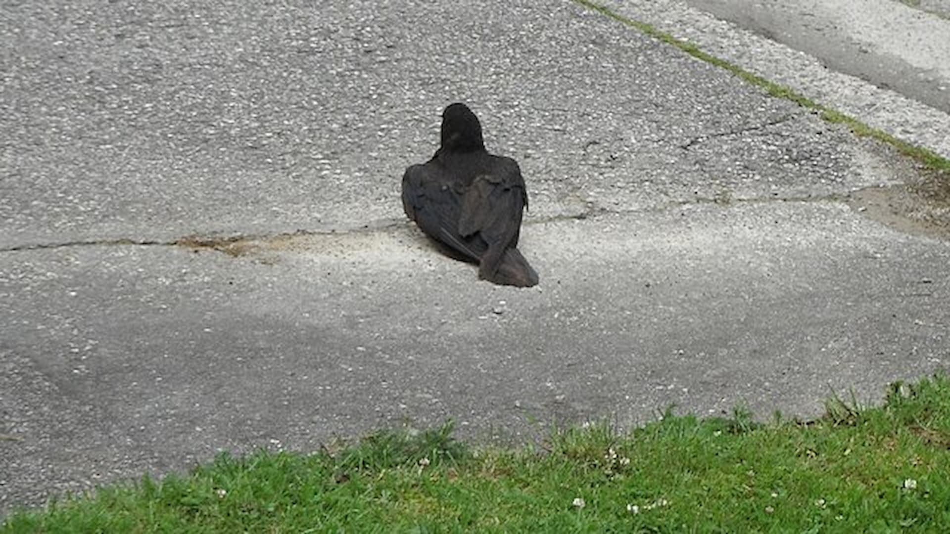 Why Birds Rub Ants on Their Feathers – The Secret of Anting - bird-life.com