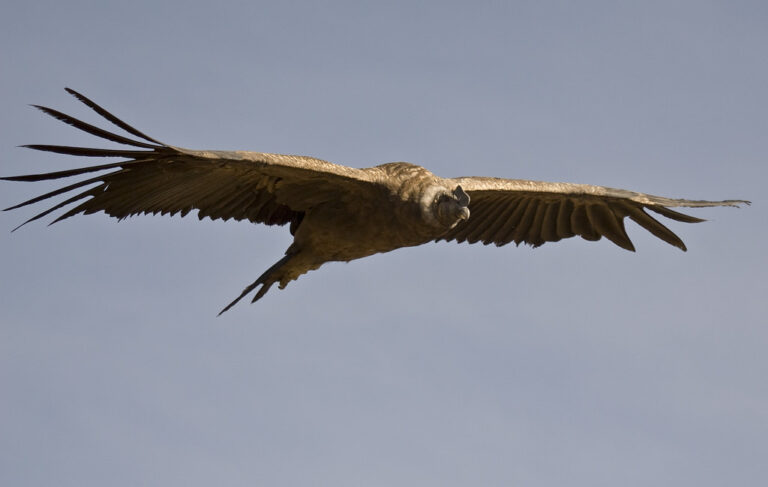 How the Andean Condor Stays Aloft for Hours - bird-life.com