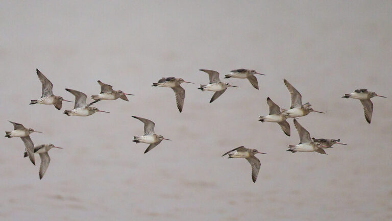 The Longest Known Bird Migration Routes Ever Tracked - bird-life.com