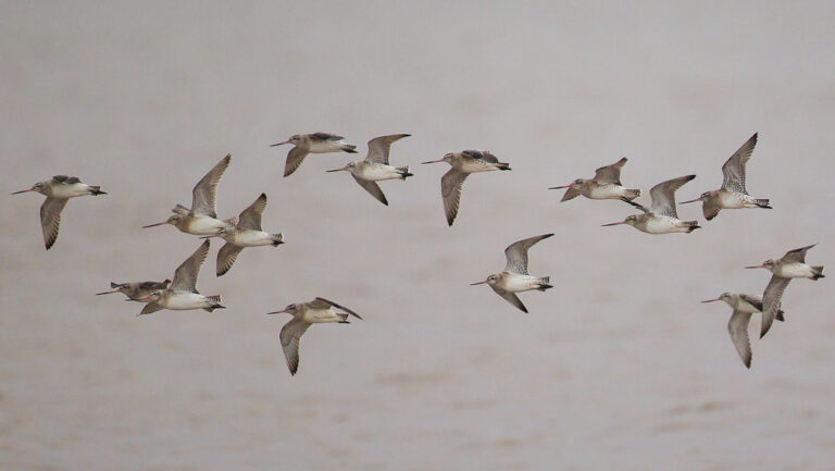 Why Some Birds Fly Over 7,000 Miles Without Stopping - bird-life.com