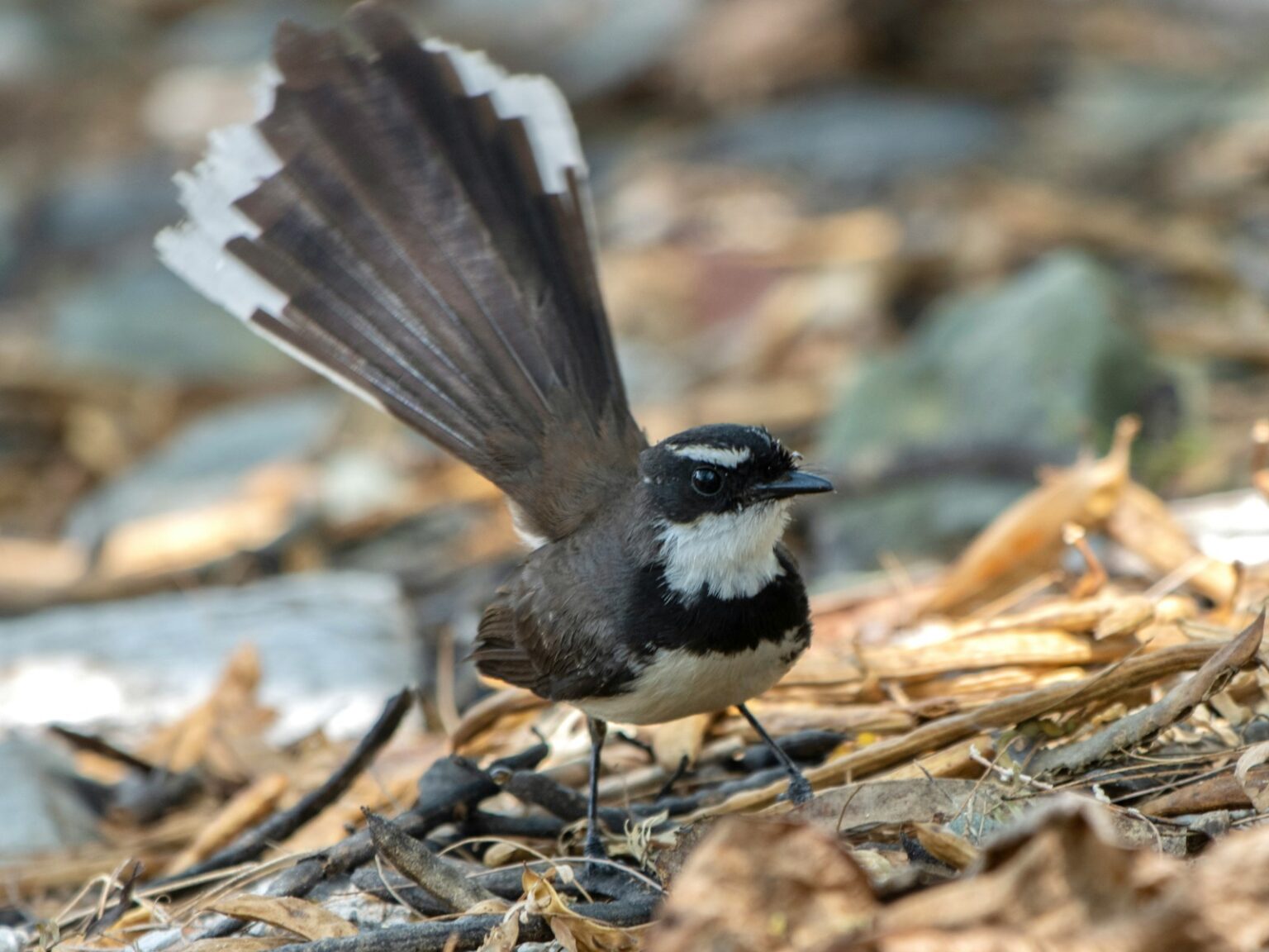 The Birds That Use Their Tail Feathers Like a Fan - bird-life.com