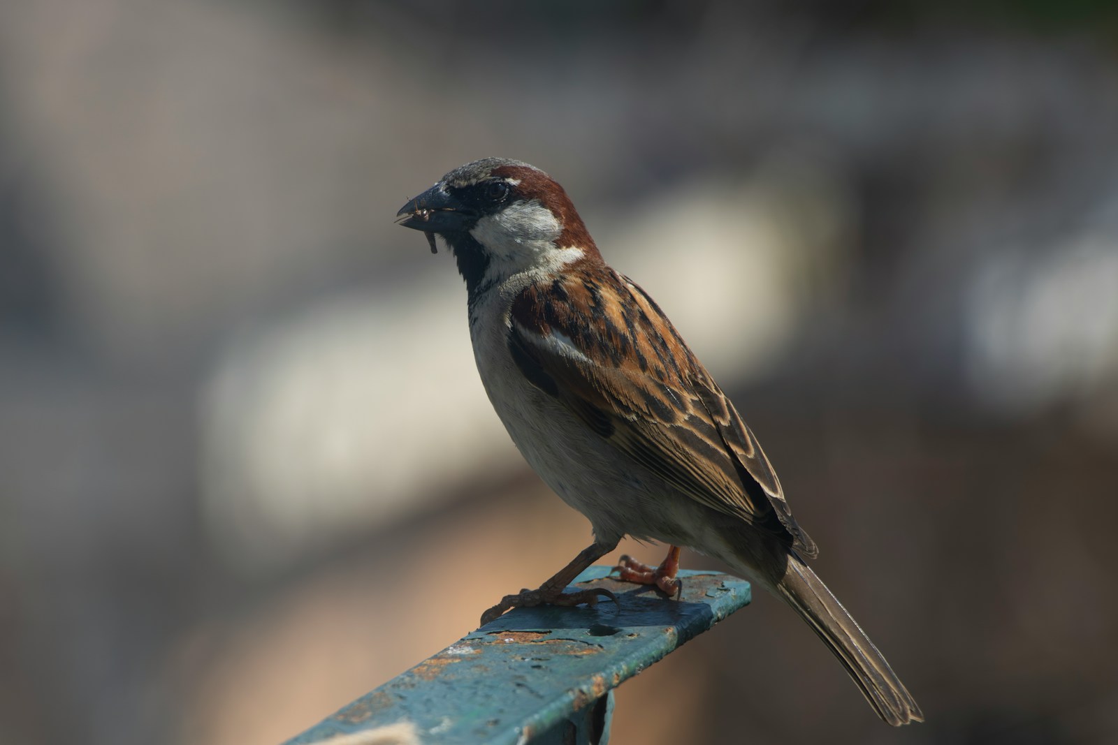 How to Attract Insect-Eating Birds to Your Yard - bird-life.com