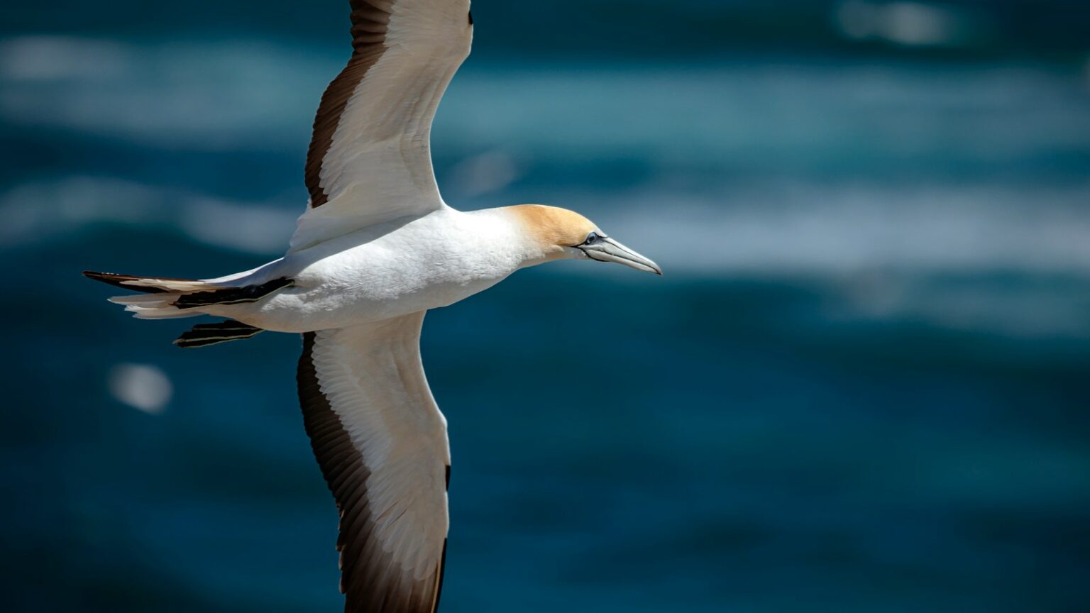 How Some Birds Sleep While Flying - bird-life.com