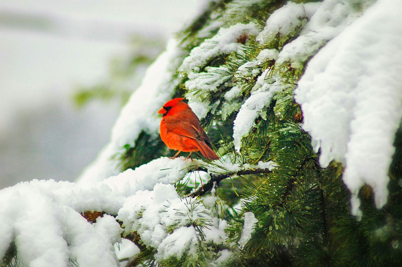 Why Some Birds Are Active in Winter While Others Migrate - bird-life.com