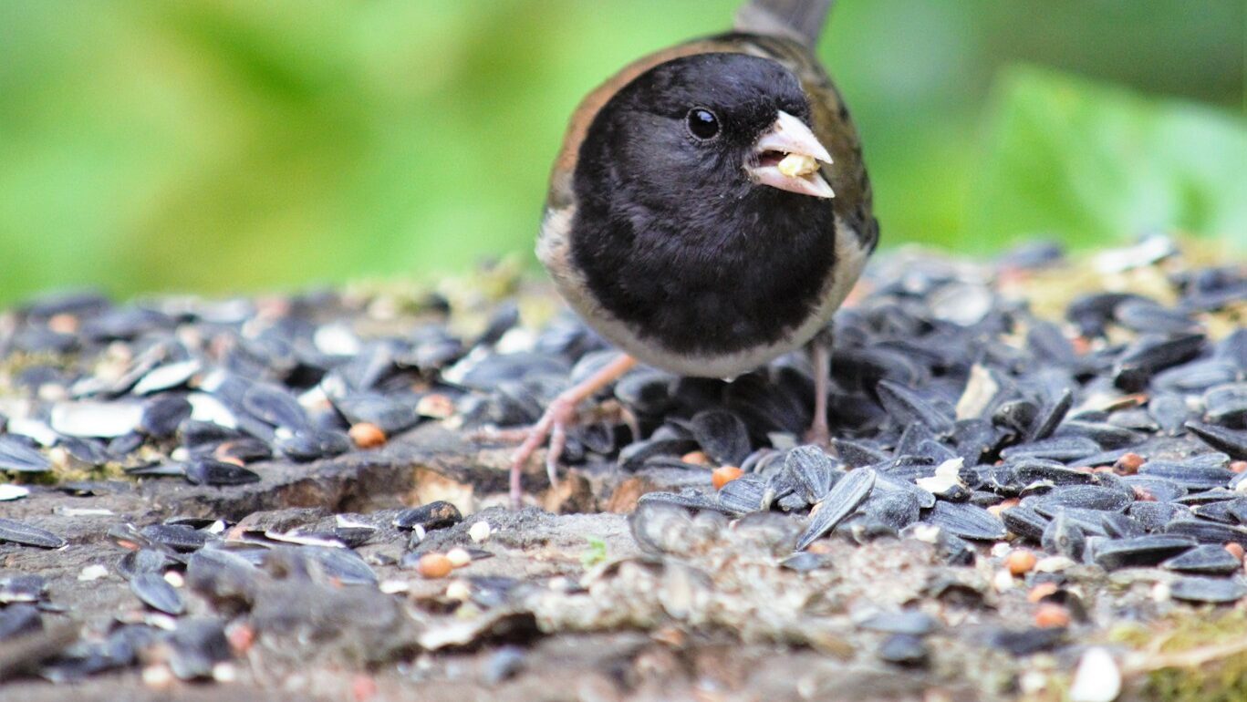 How Birds Survived the Extinction That Wiped Out the Dinosaurs - bird ...