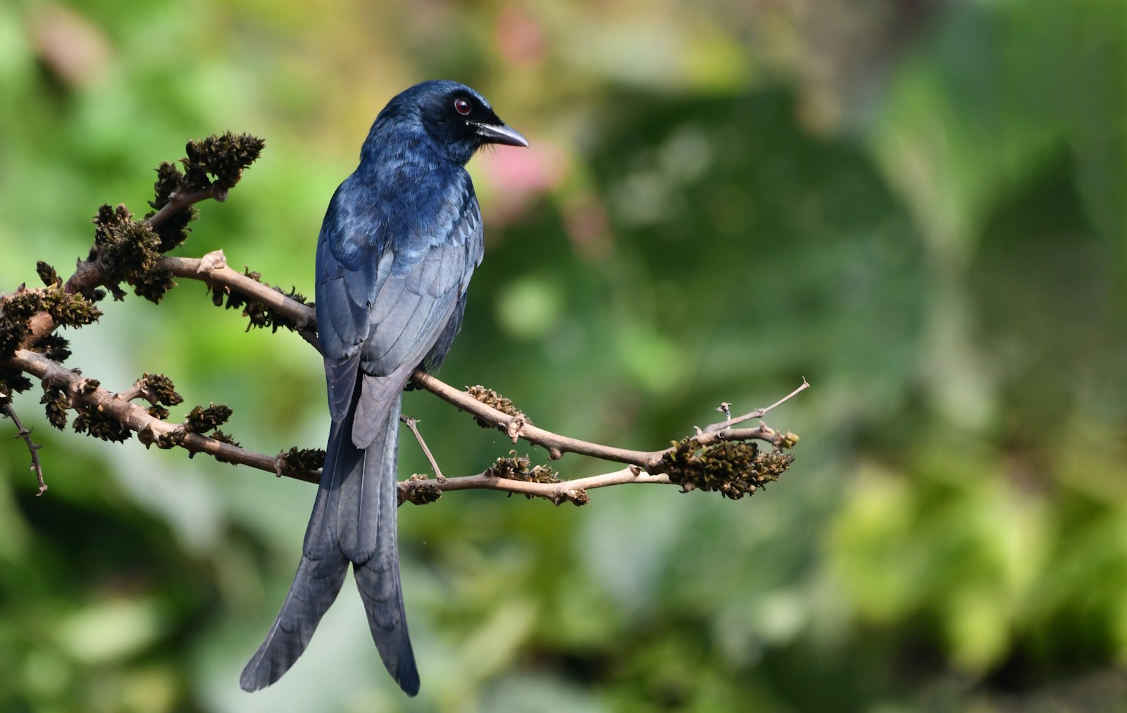 The Bird That Imitates Predators to Scare Off Rivals - bird-life.com
