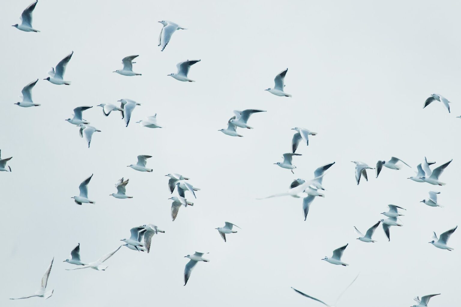 How the Sun, Stars, and Magnetic Fields Guide Birds - bird-life.com