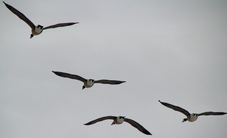 Why Geese Fly in a V-Formation and How It Saves Energy - bird-life.com