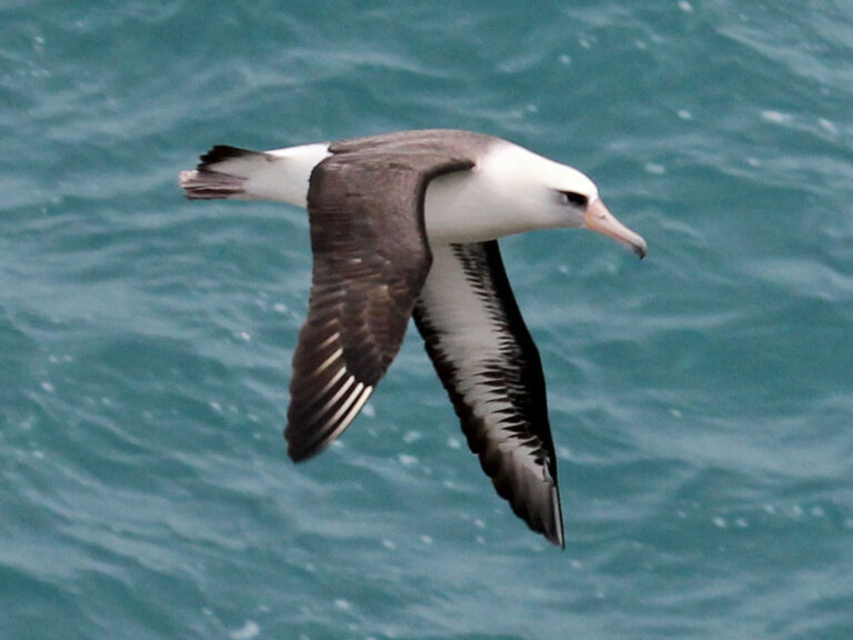Why Some Birds Are Attracted to Shiny Objects - bird-life.com