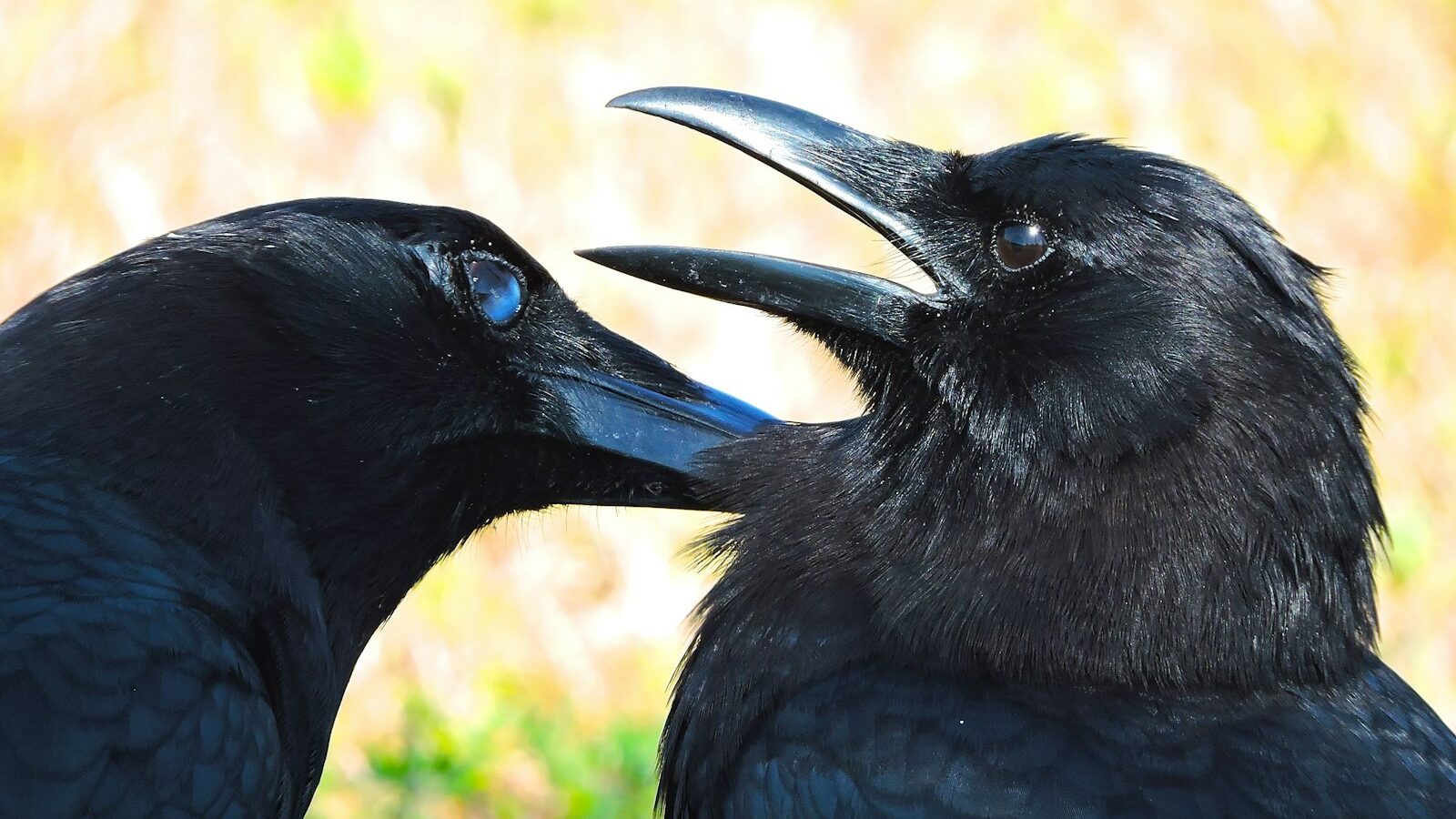 The Ultimate Guide to Understanding the Intelligence of Crows - bird-life.com