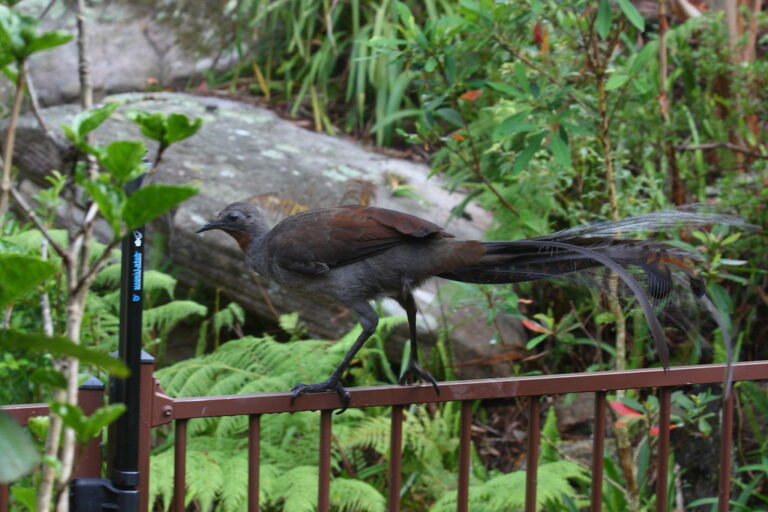 The Bird That Can Imitate Over 200 Sounds - bird-life.com