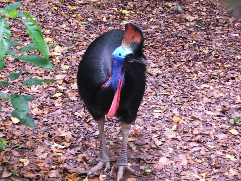 The Prehistoric Bird That Still Walks Among Us - bird-life.com