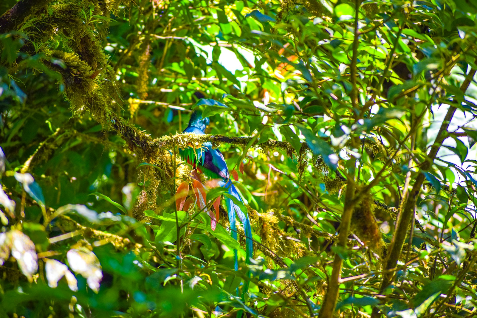 Why the Resplendent Quetzal Was Worshipped by Ancient Cultures - bird ...