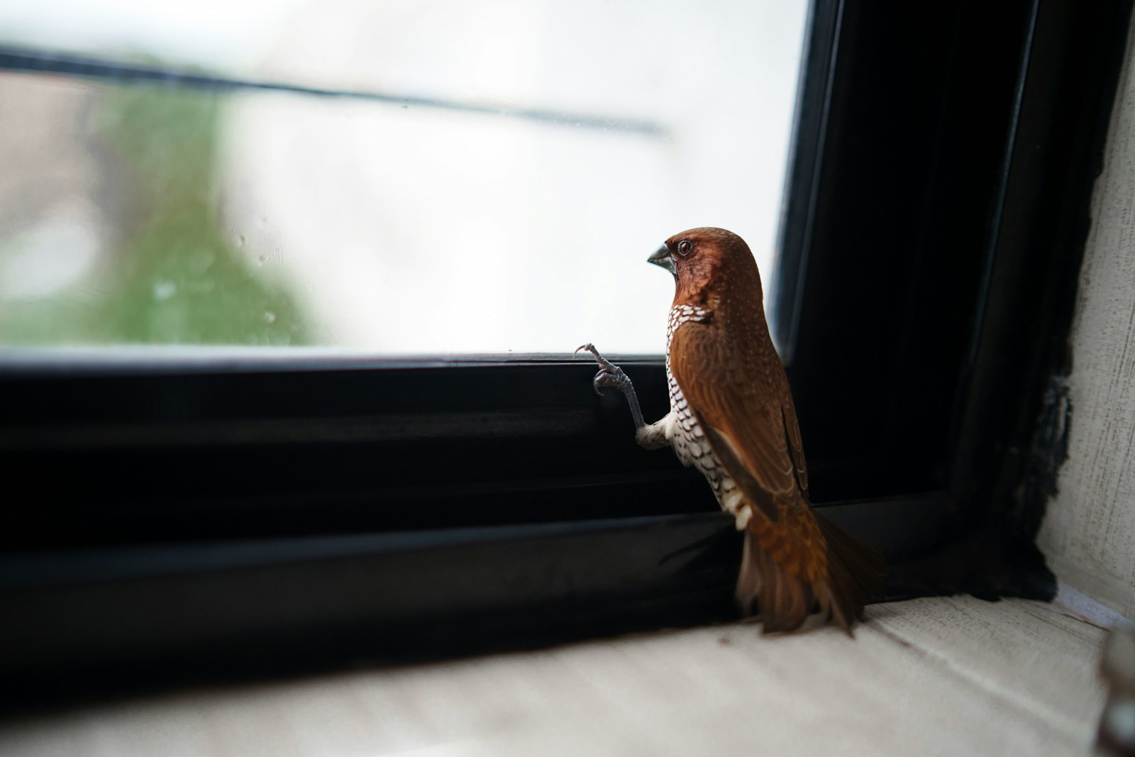 Why Some Birds Tap on Windows Repeatedly - bird-life.com