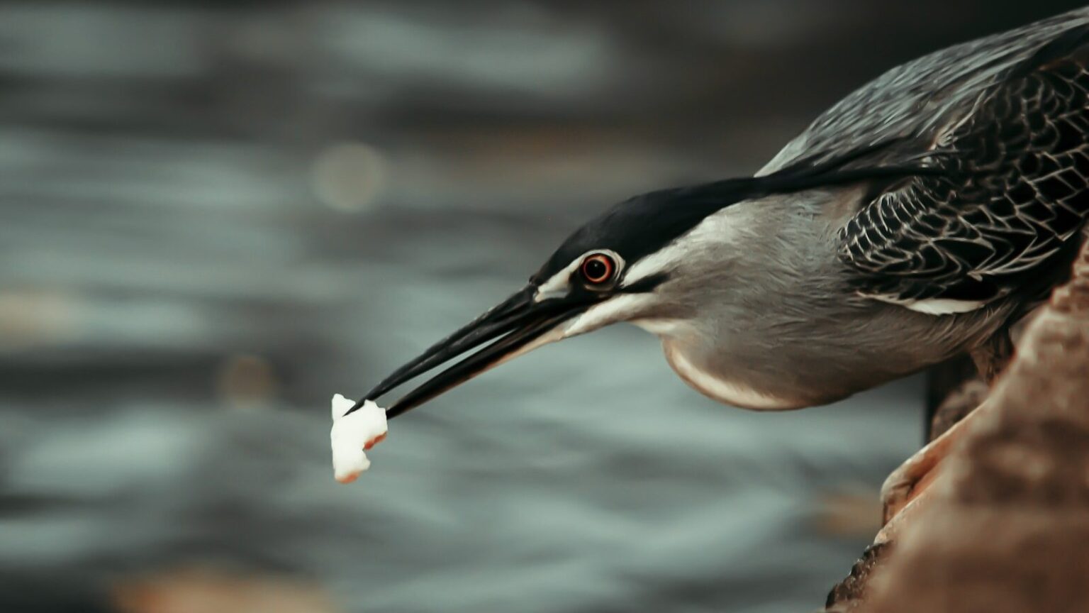 The Truth About Bread and Feeding Birds - bird-life.com