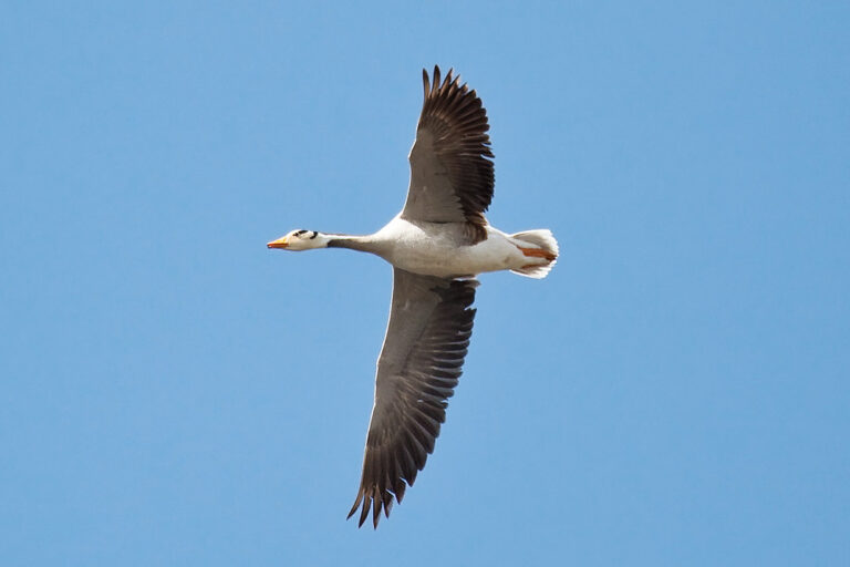 The Truth About The Altitude Records of Geese and What It Means for ...