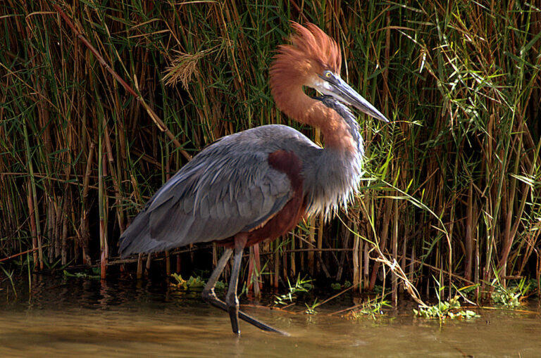 The Goliath Heron: Giant of the Wetlands - bird-life.com