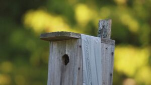 Could This Be the Most Helpful Guide on How to Build a Nesting Box for ...