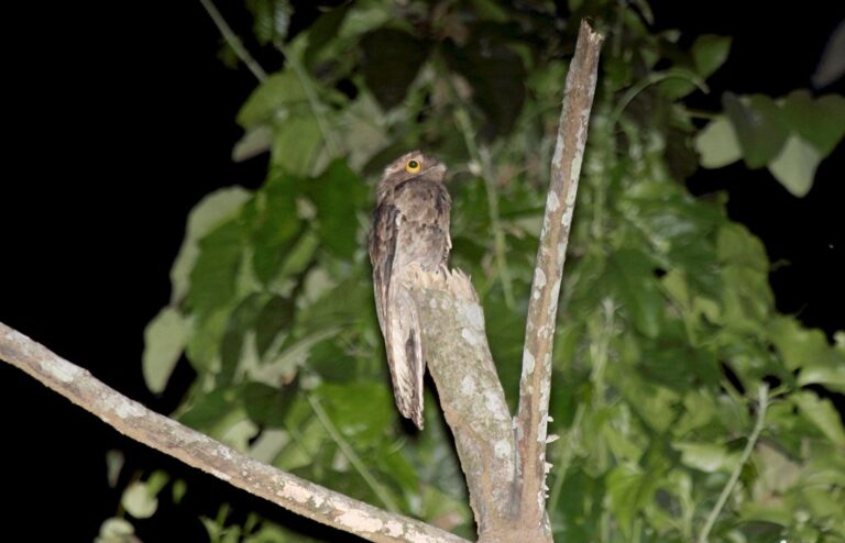 Why the Potoo Is the Master of Disguise - bird-life.com
