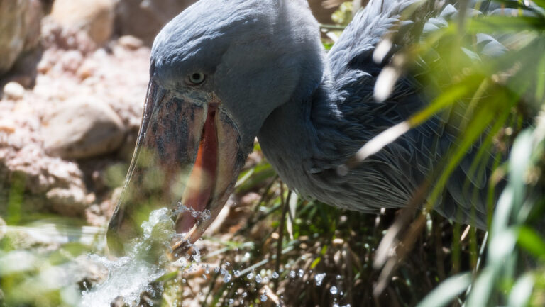 The Truth About the Shoebill's Hunting Tactics and What It Means for ...
