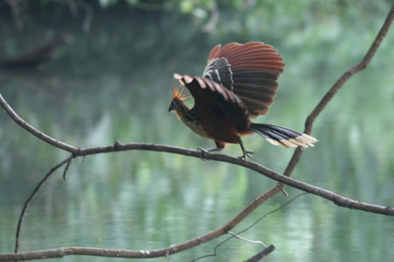Why the Hoatzin Chick Has Claws Like a Dinosaur - bird-life.com