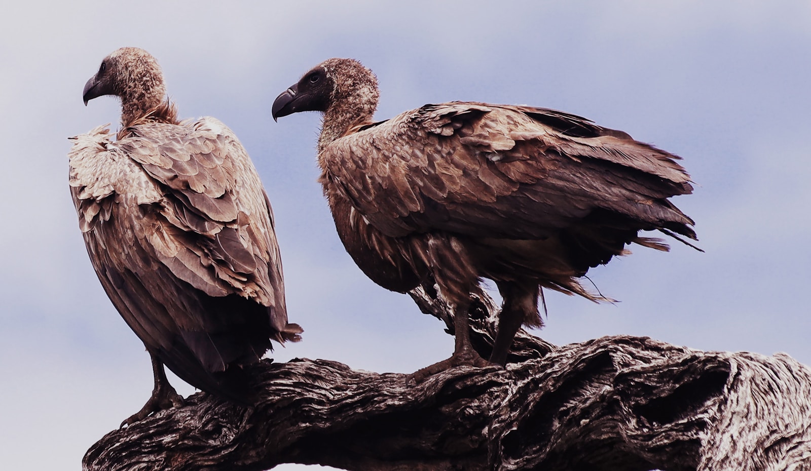 The Bird That Eats Bone Marrow - bird-life.com