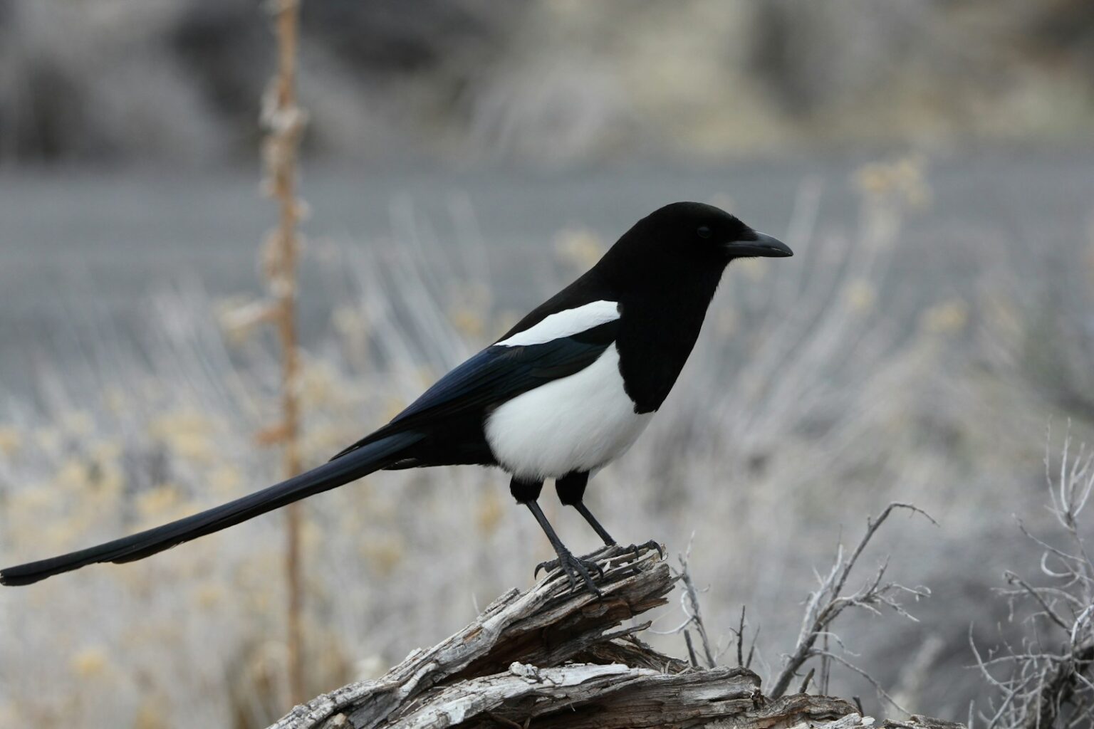 Why Some Birds Are Attracted to Shiny Objects - bird-life.com